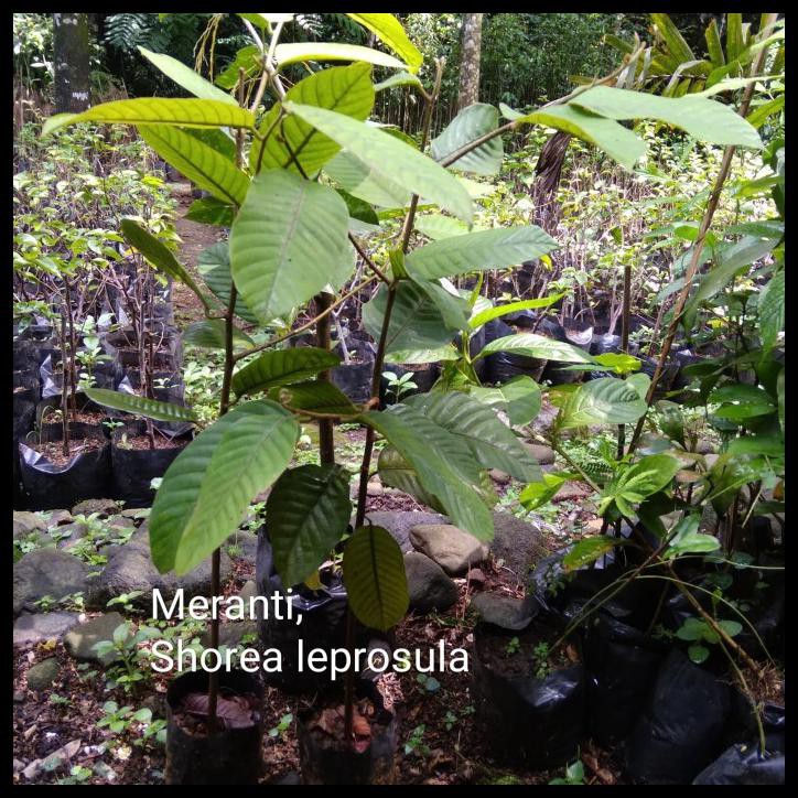 Jual Bibit Meranti Merah ( Shorea Leprosula ) | Shopee Indonesia
