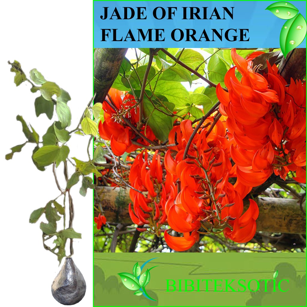 Jual Tanaman Jade Of Irian Flame Orange Tinggi 60-80 cm ( Discont 25 % ...