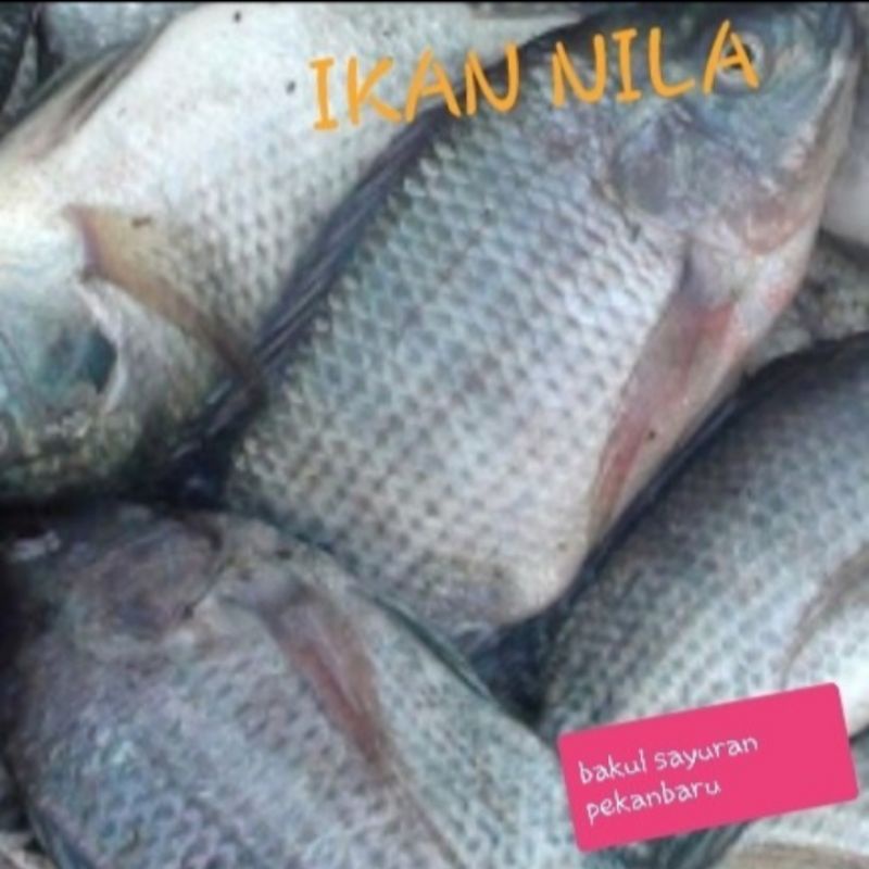 Jual Ikan Nila Segar 1 Kilogram | Shopee Indonesia