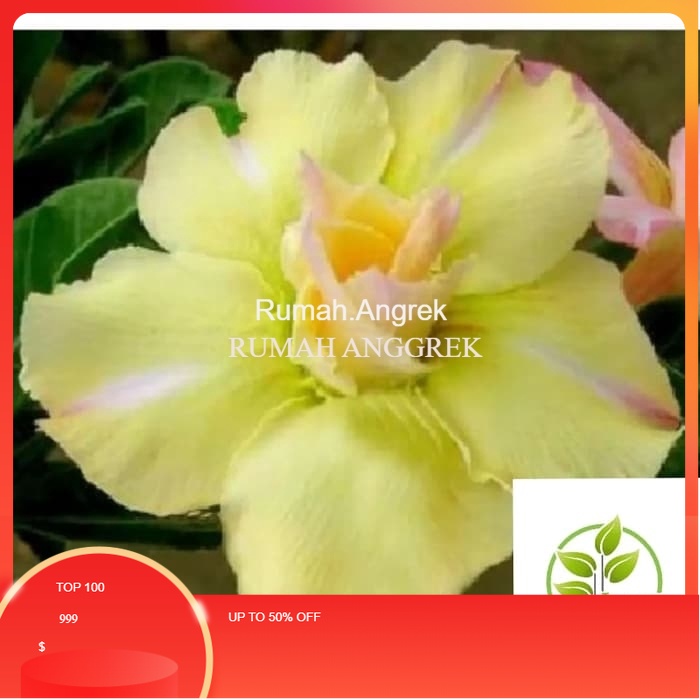 Jual Bibittanaman Hias Adenium Kamboja Kuning Kuning Adenium Bunga