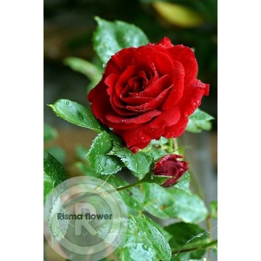 Jual Tanaman hias pohon bunga mawar merah sudah berbunga / tanaman hias mawar bunga merah ...