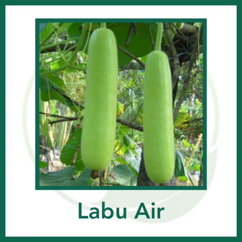 Jual 2 Biji - Benih Labu Air Panjang Balistik Unggul - Bibit Tanaman ...