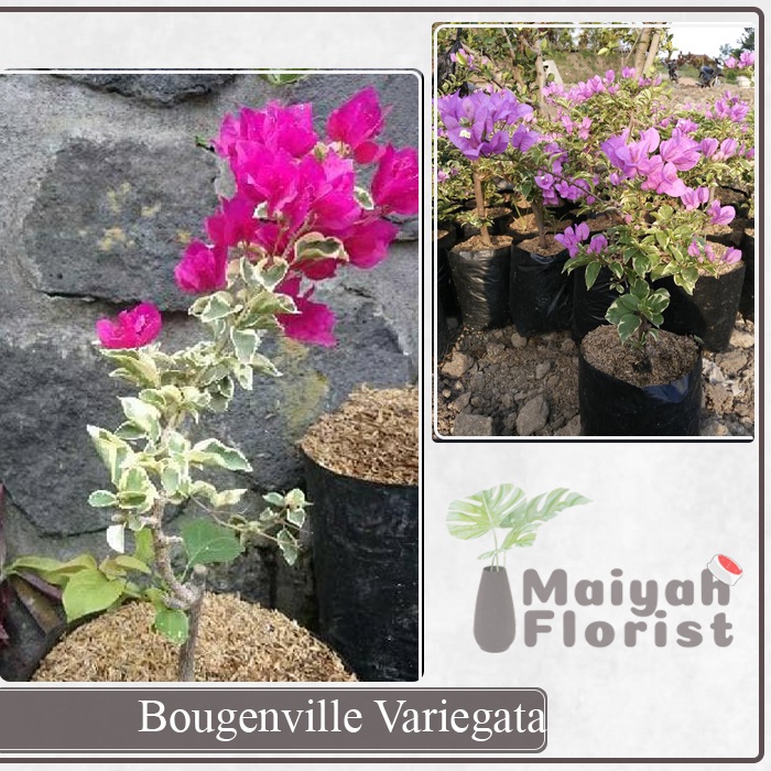 Jual Tanaman Hias Bibit Pohon Bougenville Variegata - Bunga Kertas ...