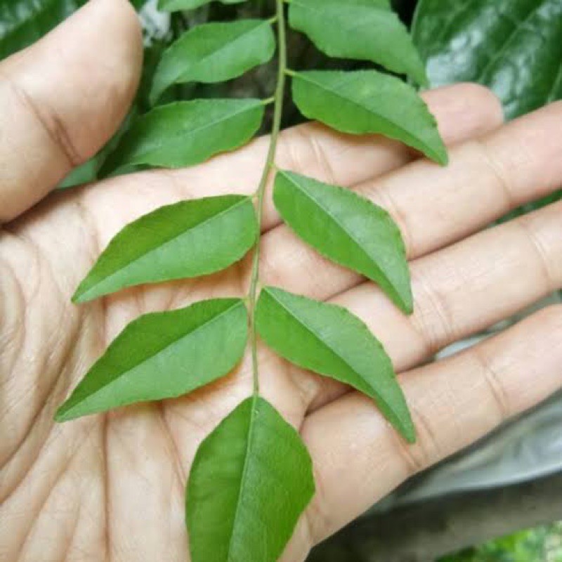 Jual Daun Kari Daun Salam Koja Segar Daun Temurui Curry Leaves | Shopee ...