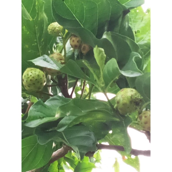 Jual BUAH MENGKUDU/BUAH PACE SEGAR 1KG | Shopee Indonesia