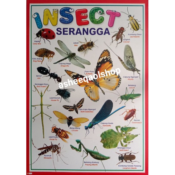Jual Poster Edukasi Anak Mengenal Serangga | Shopee Indonesia