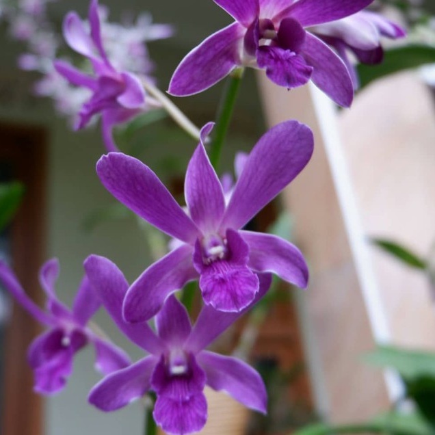 Jual Dendrobium Pure Ink DEWASA | Shopee Indonesia