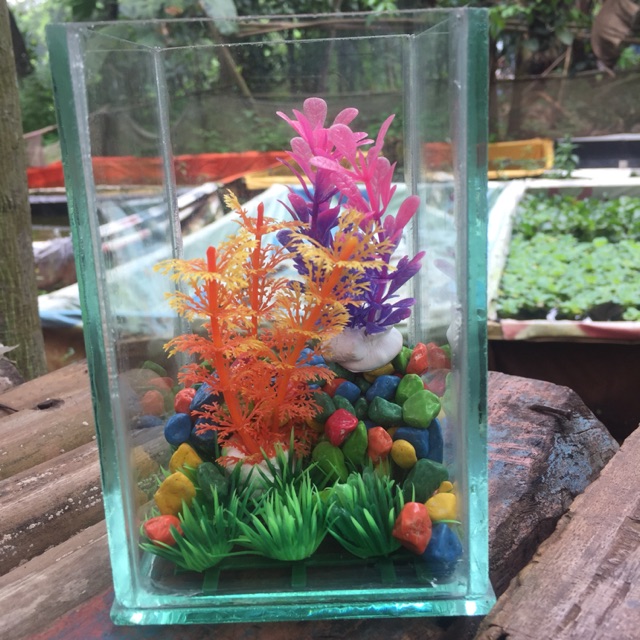 Jual Paket aquarium soliter cupang soliter ikan cupang soliter murah ...