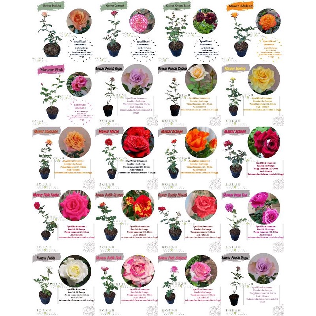 Jual Paket Bibit Tanaman Hias Bunga Mawar Kondisi Sudah Berbunga Isi 15 ...