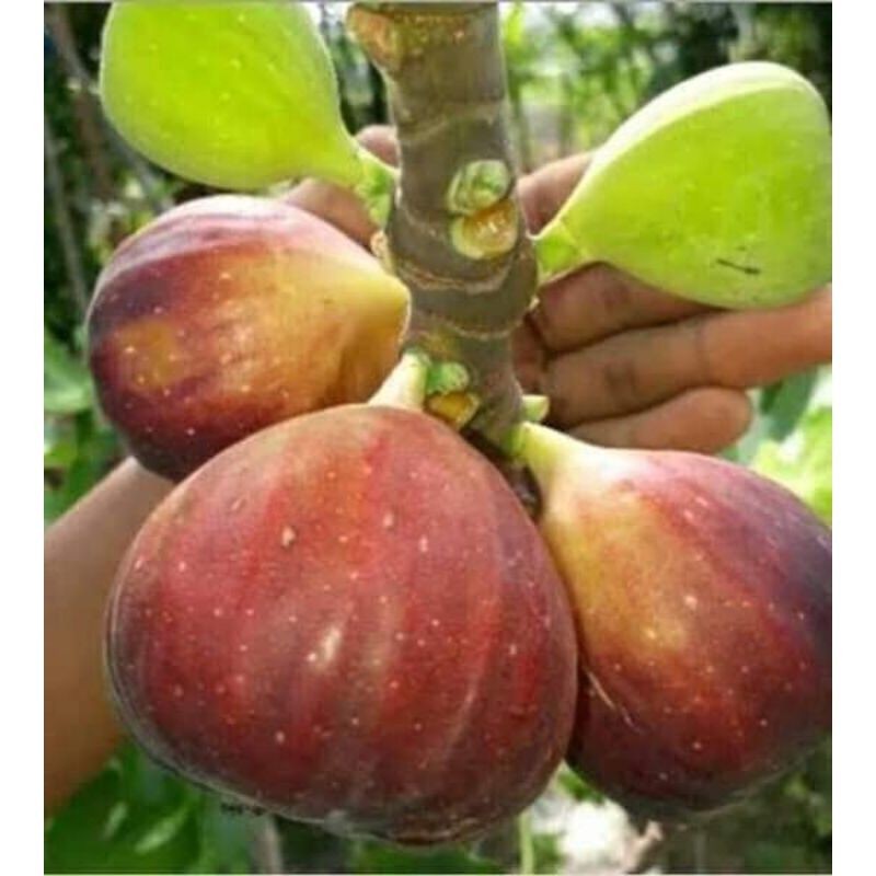Jual Tanaman buah tin jenis besar dan Produktif TGF JUMBO | Shopee ...
