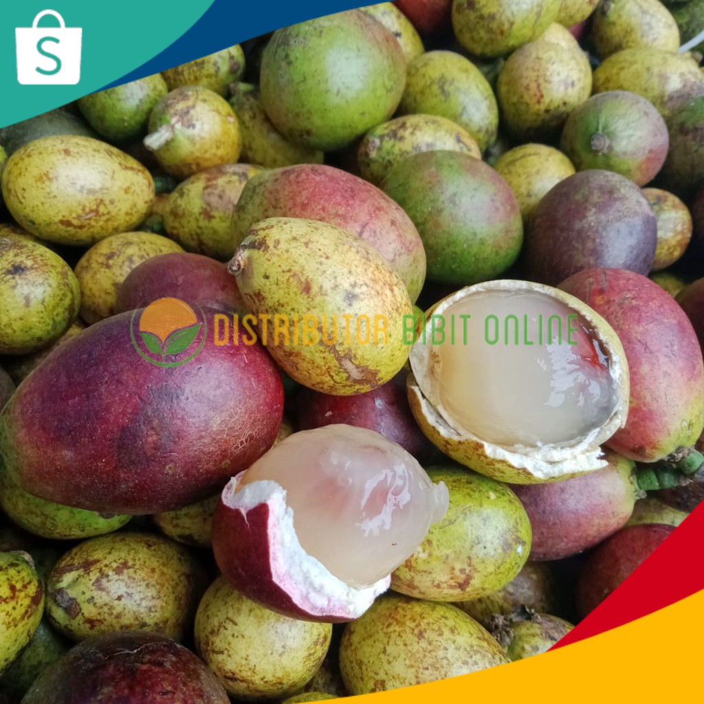 Jual Bibit Tanaman Matoa cepat berbuah | Shopee Indonesia