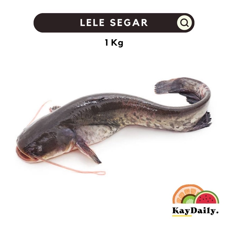 Jual IKAN LELE SEGAR 1 KG | Shopee Indonesia