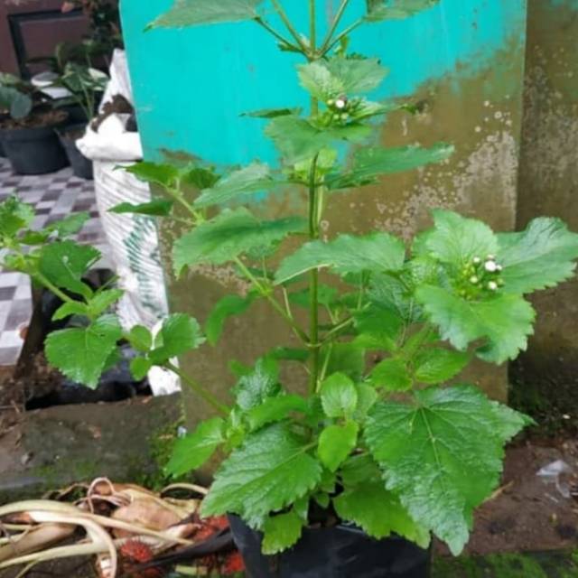 Jual Pohon bandotan bunga ungu tanaman herbal pohon bandotan wedusan ...