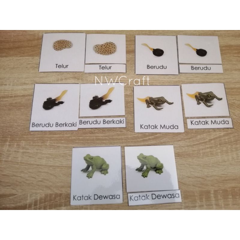 Jual [NWCraft] Mainan Edukasi Life Cycle Siklus Hidup Tumbuhan Katak ...