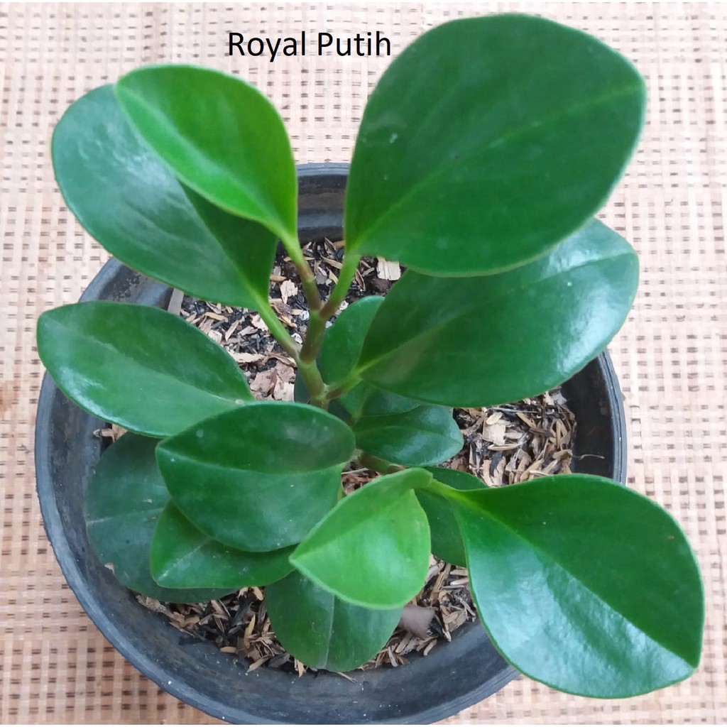 Jual TANAMAN HIAS TEPLANT JADE PLANT - PEPEROMIA HIJAU MONEY TREE ...