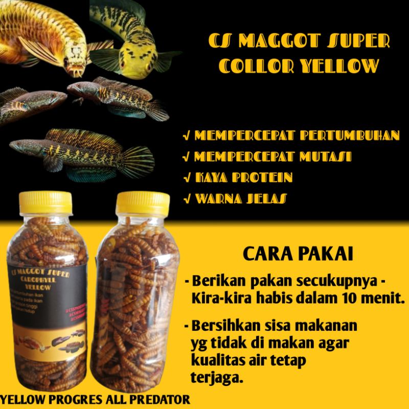 Jual Maggot Super Collor Yellow Kemasan Botol 200ML Khusus Promo Beli 4 ...