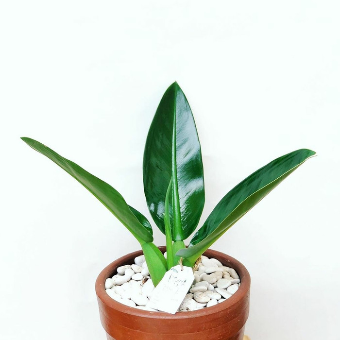 Jual NEW!! philodendron martianum / fat boy - tanaman hias philo katak ...