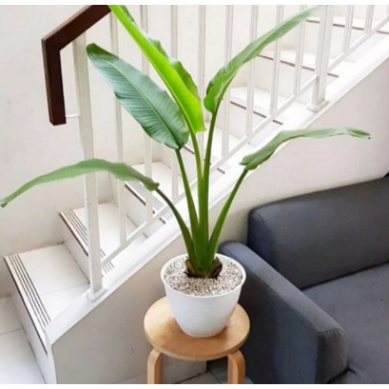 Jual Pohon Pisang Kipas Tanaman Hias Bibit Pohon Pisang Kipas Shopee