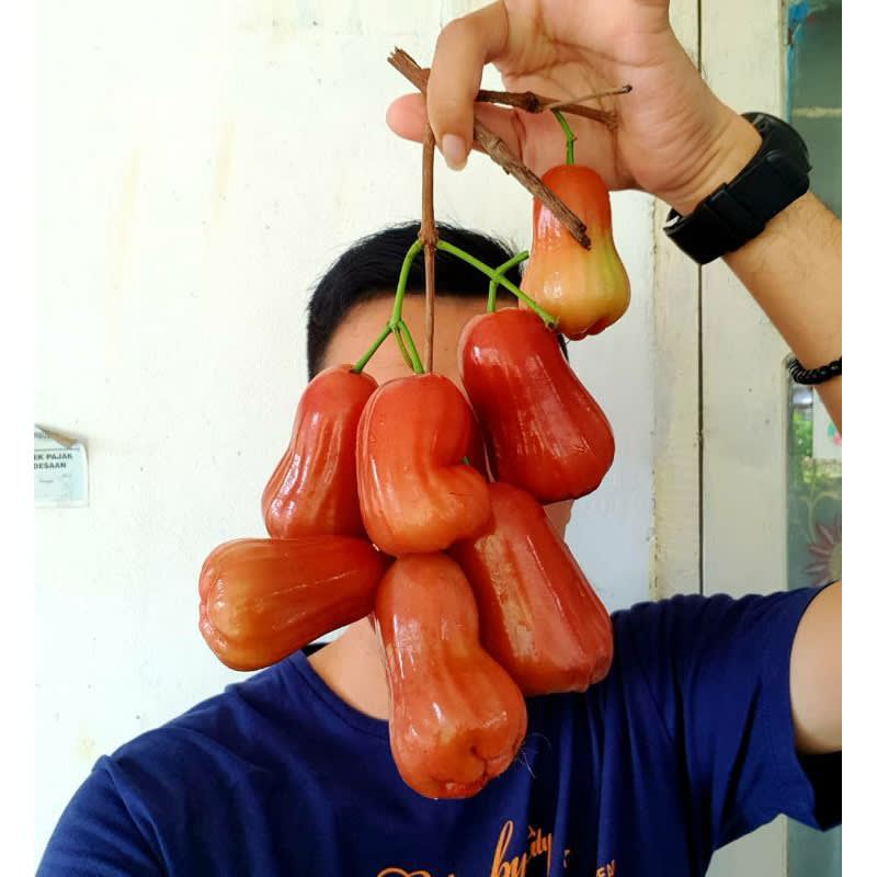 Jual jambu air cincalo unggul | Shopee Indonesia