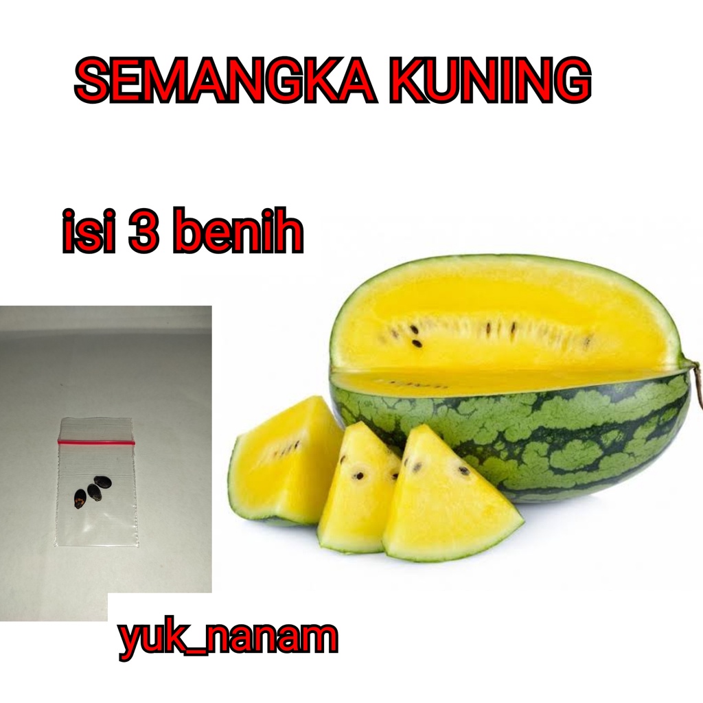 Jual 3 Benih Semangka Inul Kuning F1 Hibrida Maduri Bibit Tanaman Buah