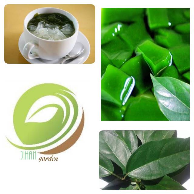 Jual Daun cincau hijau perdu segar 1 kg segar | Shopee Indonesia