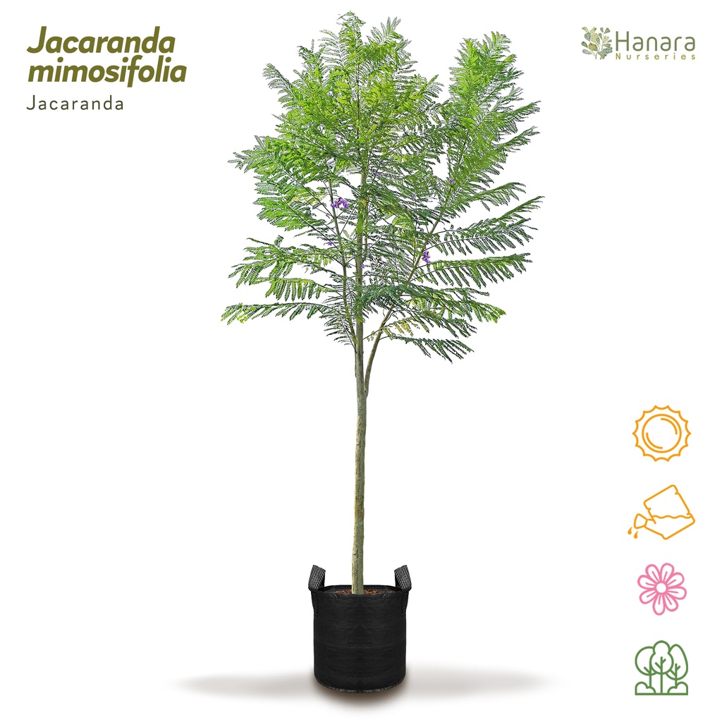 Jual Jacaranda mimosifolia - Jacaranda - pohon instan/instant tree ...