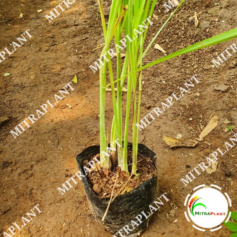 Jual Bibit Pohon Sereh Sayur - Tanaman Serai Sayur - Bahan Bumbu Masak ...