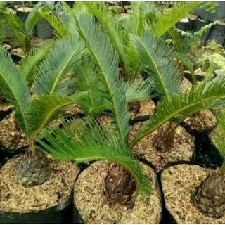 Jual Pakis Haji Terlengkap & Harga Terbaru Desember 2025 | Shopee Indonesia