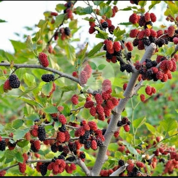 Jual LAGI VIRAALL Bibit tanaman Murbay Buah Murbai manis Genjahhh TOP ...