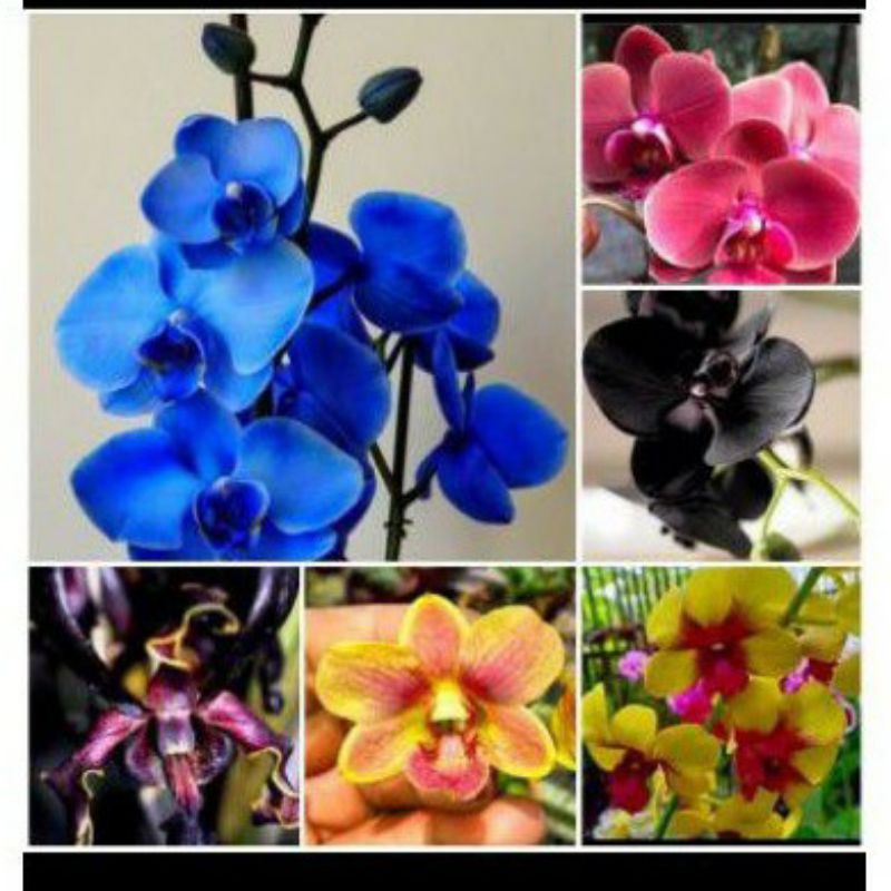 Jual Paket 6 Anggrek Dendrodium Seedling - bunga Anggrek Dendrobium ...