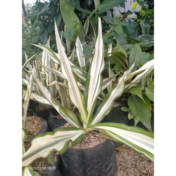Jual tanaman hias agave siklok putih, siklok cantik, hiasan taman ...
