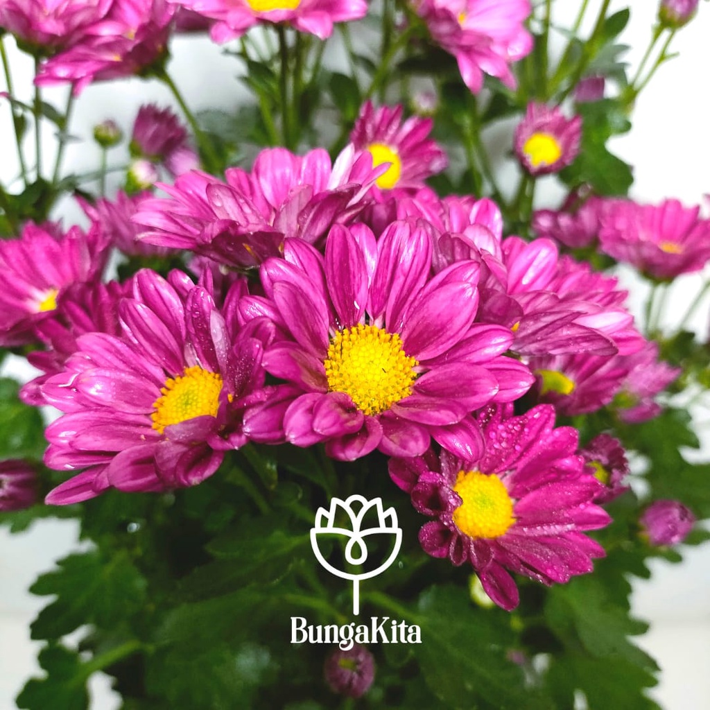 Jual Tanaman Hias Bunga ASTER UNGU KUNING | Shopee Indonesia