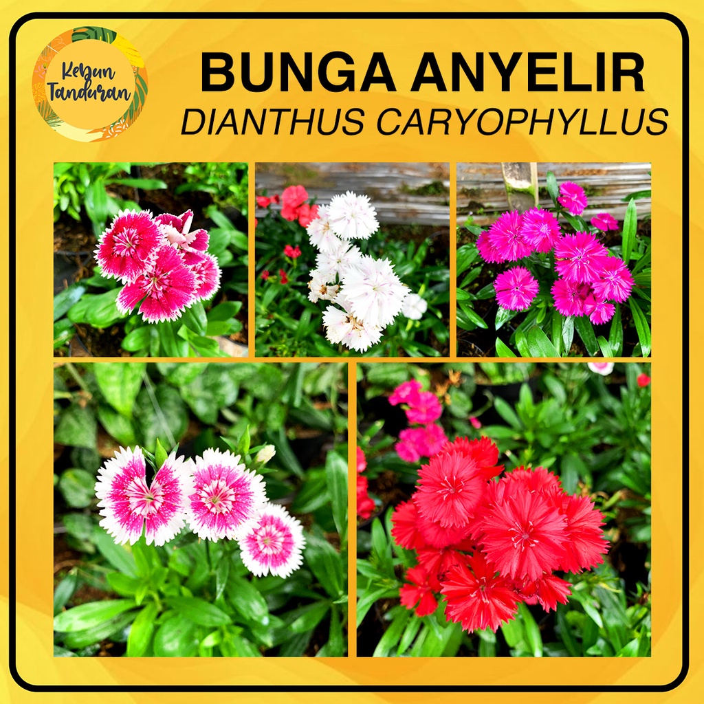 Jual Tanaman Bibit Bunga Anyelir Dianthus Diantus Bicolor Hybird ...