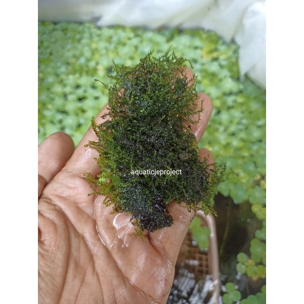 Jual JAVA MOSS AQUASCAPE/TANAMAN AQUASCAPE MURAH/BONSAI AQUASCAPE MURAH ...