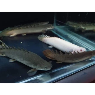 Jual Ikan Naga Terlengkap & Harga Terbaru Juli 2024 | Shopee Indonesia