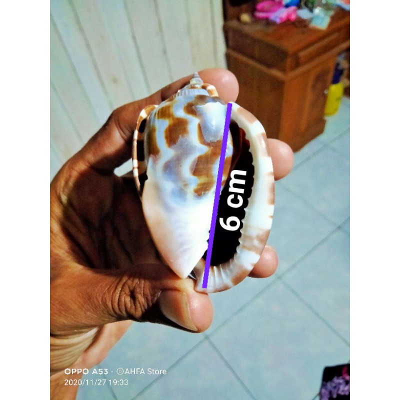 Jual Cangkang Kerang Sekak Lorek ( Phalium Areola ) | Shopee Indonesia