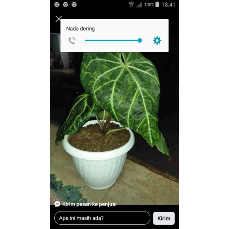 Jual kuping gajah tarantula real pich | Shopee Indonesia