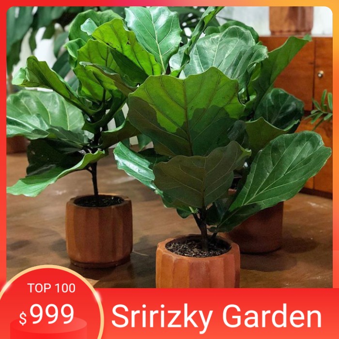 Jual ketapang biola mini tanaman | Shopee Indonesia