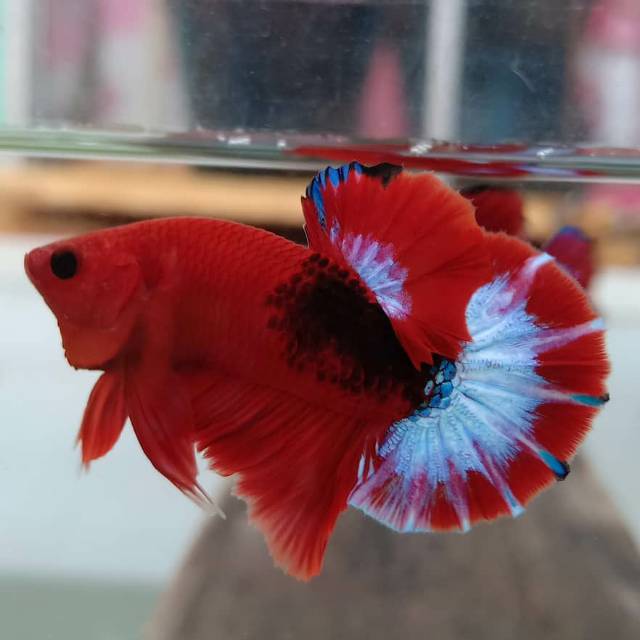 Jual PAIR HELLBOY ST*R TAIL BOLD (CLASSIC FORM) | Shopee Indonesia