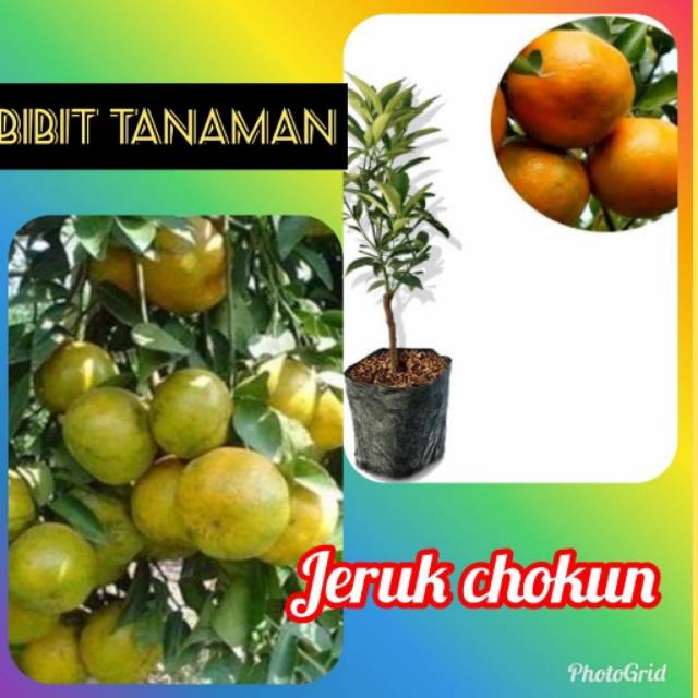 Jual Bibit Jeruk Chokun Madu /Jeruk BW 1 kilo muat 5 bibit | Shopee ...