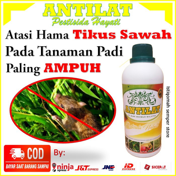Jual Obat Atasi Serangan Tikus Sawah - Antilat Pestisida Nabati Paling ...