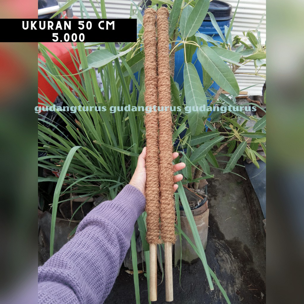 Jual Turus 50 cm 5Rb Diameter 2 cm - Turus Kayu - Tongkat Penegak ...