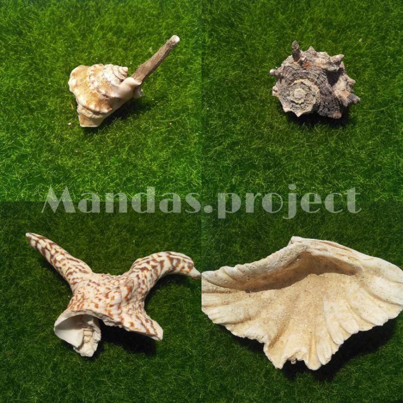 Jual Cangkang Kerang Bentuk unik kulit kerang kemah | Shopee Indonesia