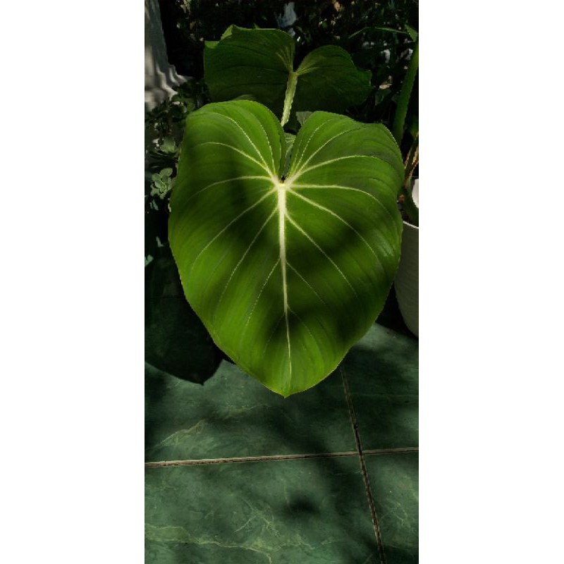 Jual Philodendron Gloriosum Daun Besar 2-3 Daun (Real Pict) | Shopee ...