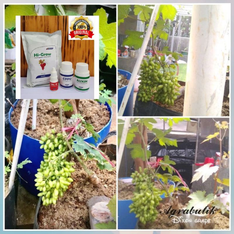 Jual Hi-grow pupuk ANGGUR by raffatih farm original pupuk nutrisi AB ...