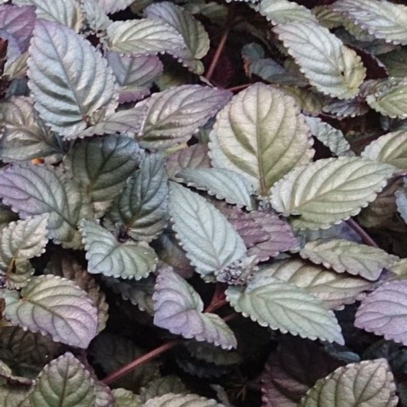 Jual Daun Saraf Segar 1 Kg / Daun Keji beling merah / Daun Remek Daging ...