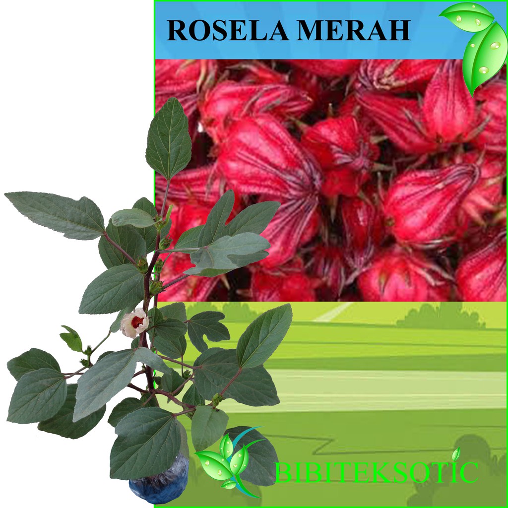 Jual Tanaman Rosella Merah | Shopee Indonesia