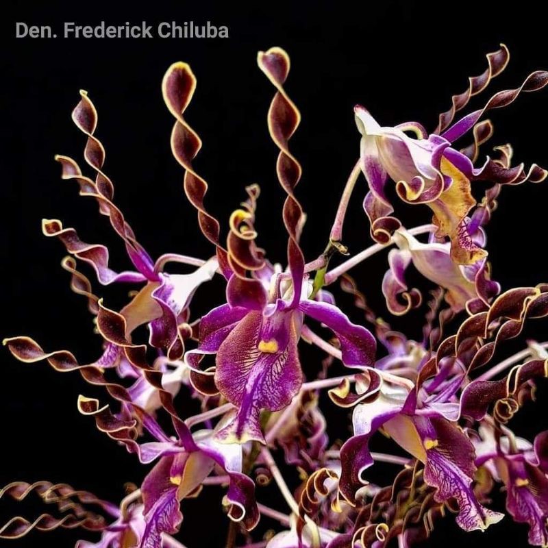 Jual Anggrek Dendrobium Frederick chiluba Dewasa | Shopee Indonesia
