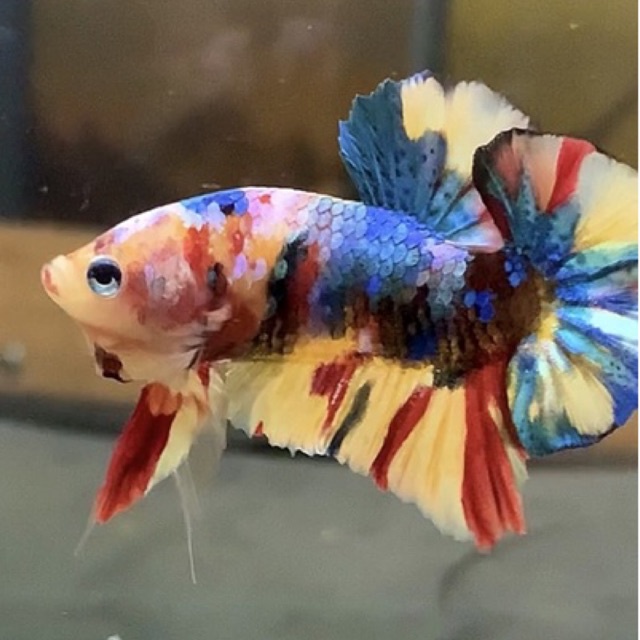 Jual MULTYCOLOUR | Shopee Indonesia