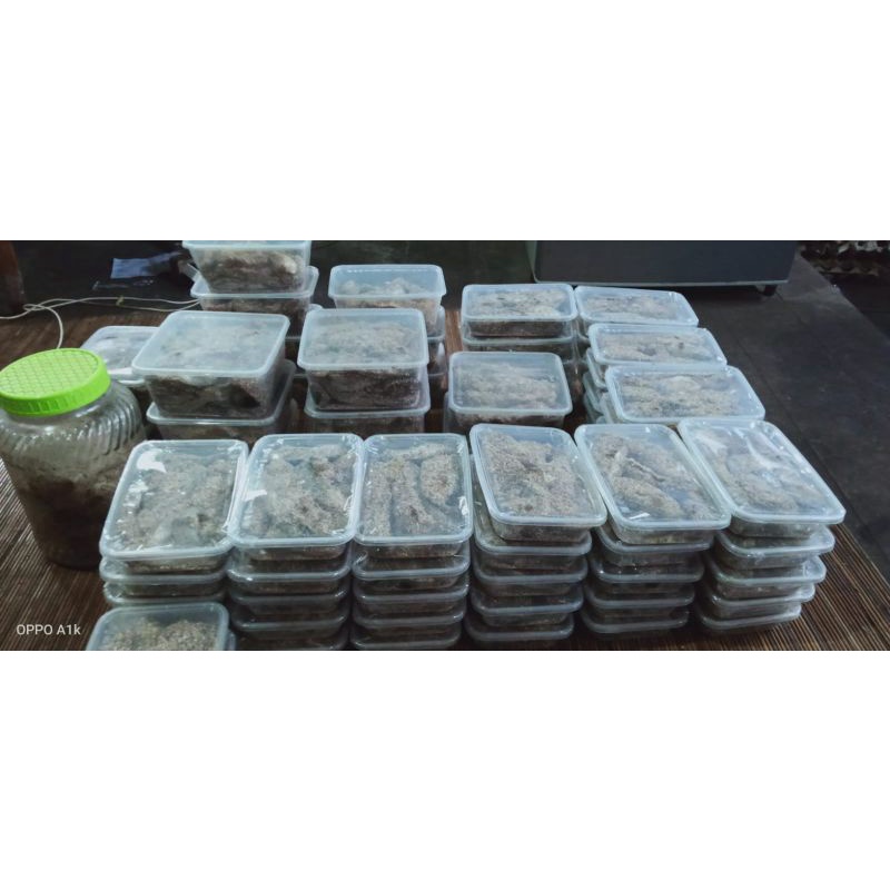 Jual Wadi Patin | Shopee Indonesia